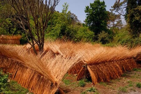 HÁ MAIS DE 30 ANOS QUE TRABALHAMOS O MELHOR VIME PRODUZIDO NA ILHA DA ...