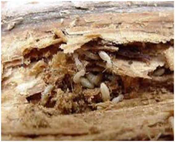 Existem quatro estágios de desenvolvimento no Ciclo de Vida do Bicho da ...