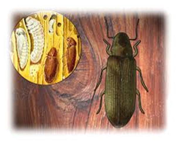 Furos recentes em Madeiras - redondos ou ovais, os furos vão parecer ...