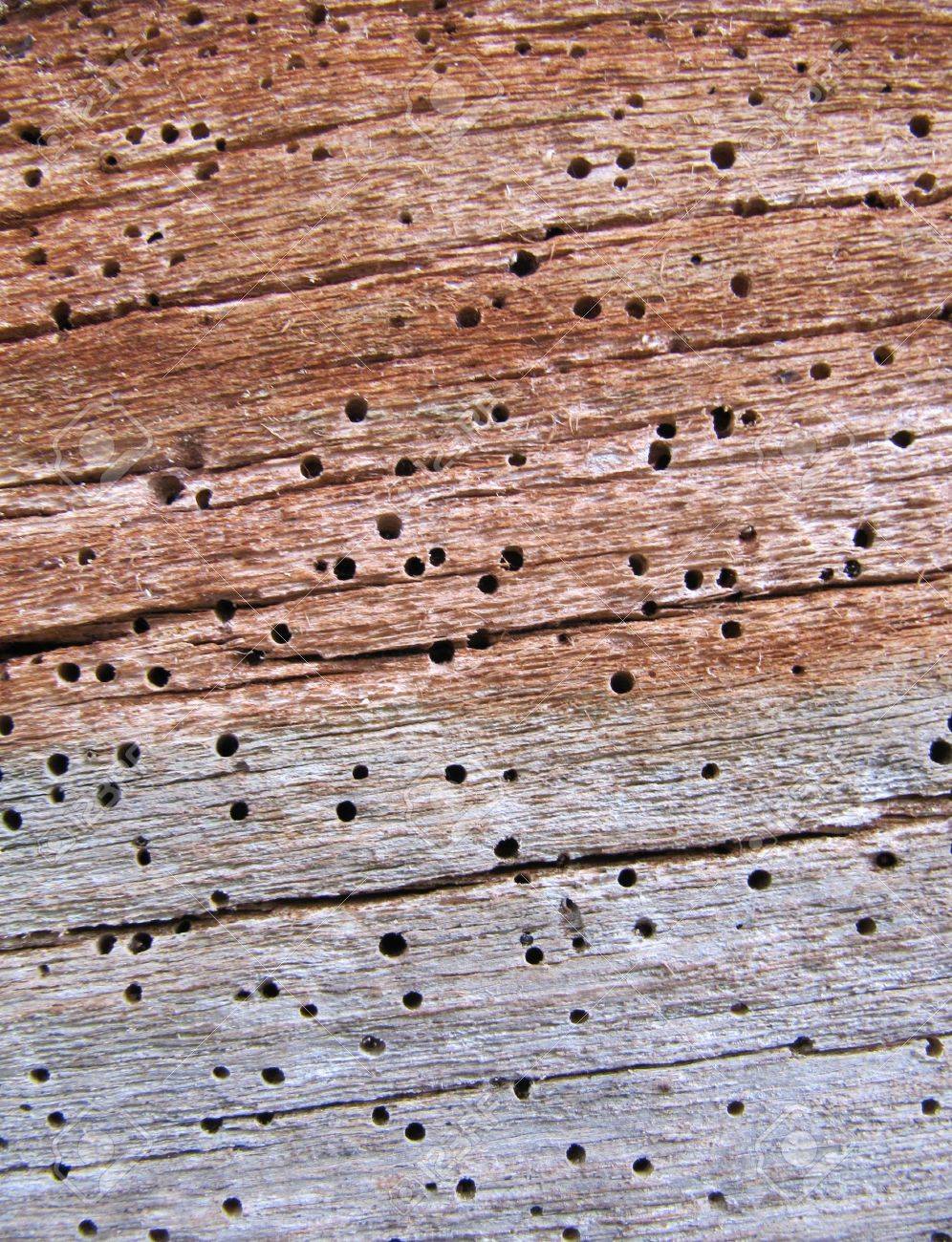 Wood Eaten By Termites Wooden Texture Stock Photo, Picture And Royalty ...